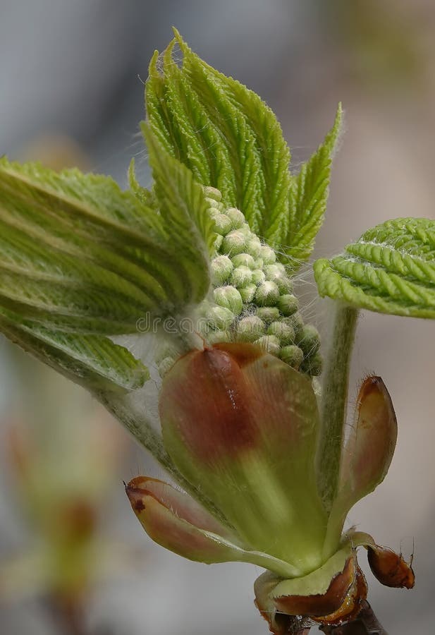 The Chestnut Tree Blooms in Spring Stock Photo - Image of aroma, kiev ...