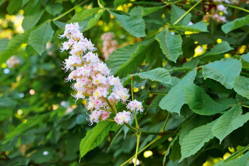 Chestnut Tree Blooms in Spring Stock Image - Image of lush, botany ...