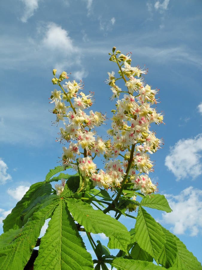 Chestnut tree blooms stock image. Image of leaves, blooming - 88134275