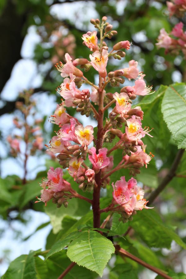 Chestnut tree blossom stock photo. Image of botany, polish - 17429836
