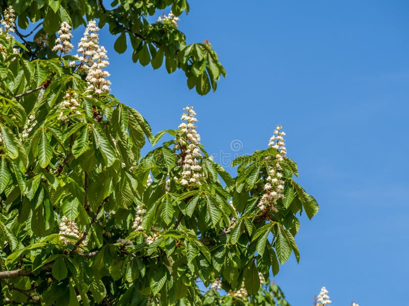 Chestnut Tree in Blossom in Spring Stock Image - Image of blooming ...