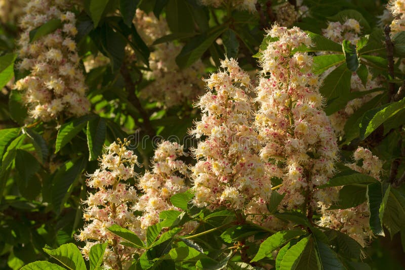 Chestnut tree in blossom stock photo. Image of botany - 91994372