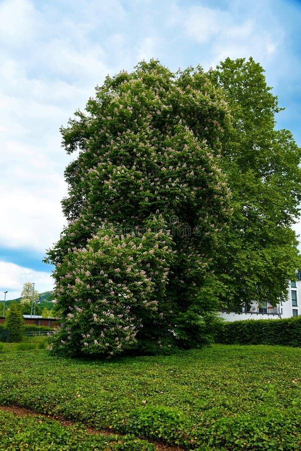 Blossoming Chestnut Tree stock image. Image of large - 383741269