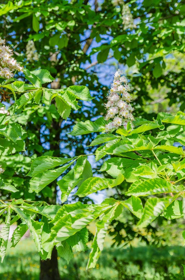 The Chestnut Tree Blossoms in the Spring Beautiful White with Pink ...