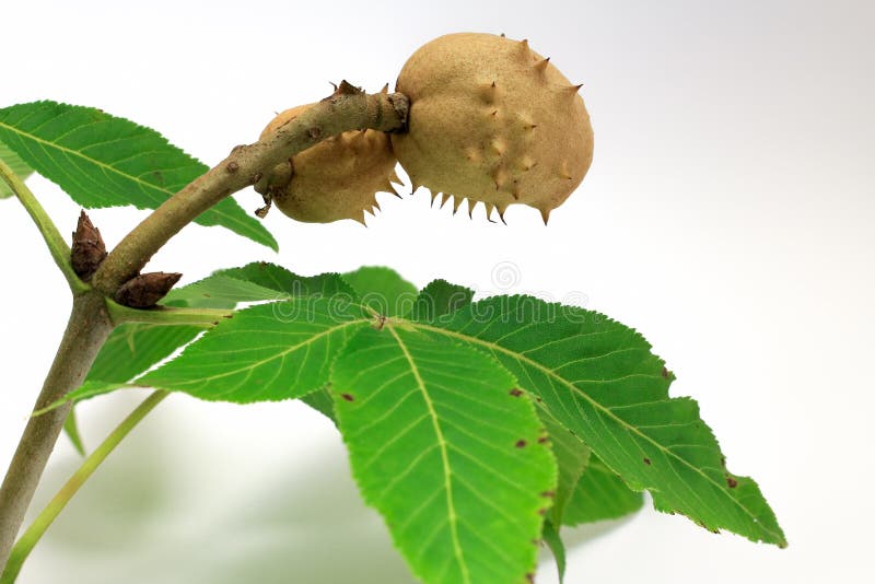 Chestnut Tree Branch stock photo. Image of organic, nuts - 58096920