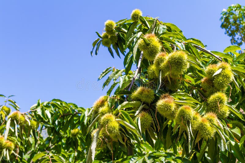 Chestnut Tree Branch with Chestnuts. Stock Image - Image of oleosum ...