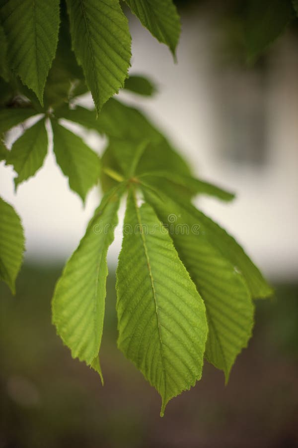 Chestnut Tree Branch with Green Leaves in Rural Garden Stock Photo ...