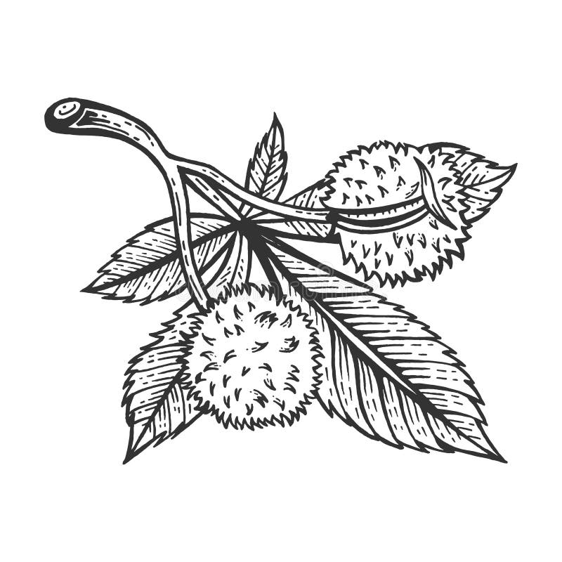 Chestnut Tree Branch Sketch Engraving Vector Stock Vector ...