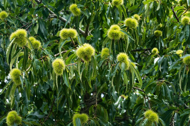 Chestnut Tree Full of Chestnuts in the Husk Stock Photo - Image of ...