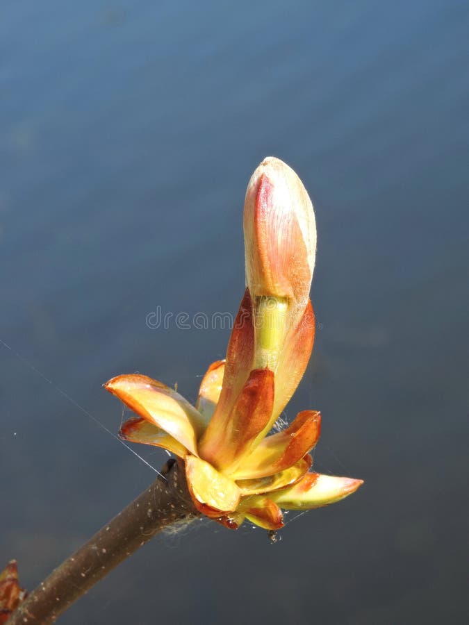 Chestnut tree bud stock image. Image of flora, view, spring - 70022237