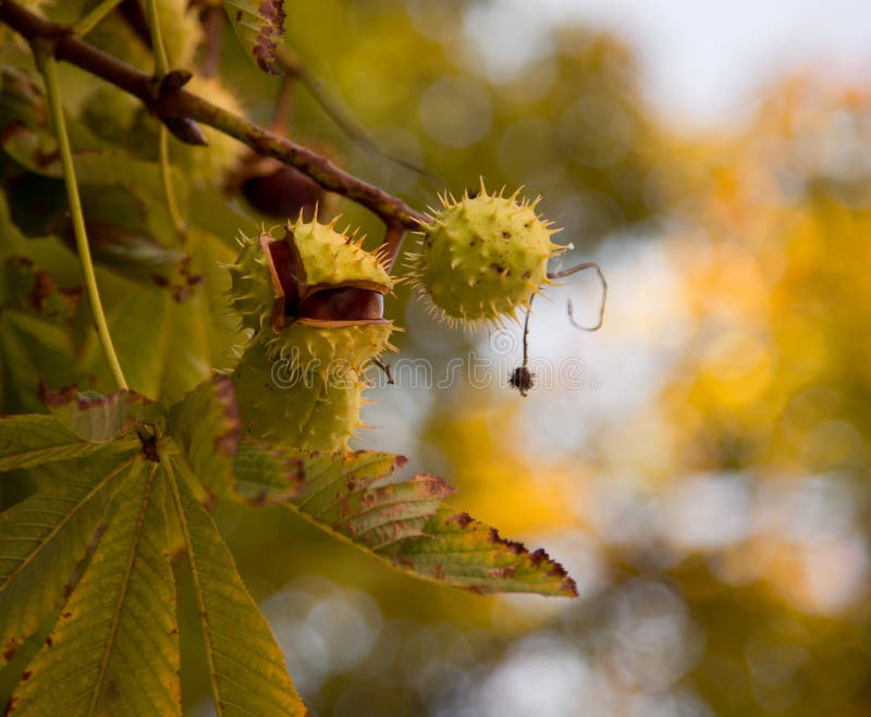 Chestnut tree stock photo. Image of plants, seasons, color - 62761546