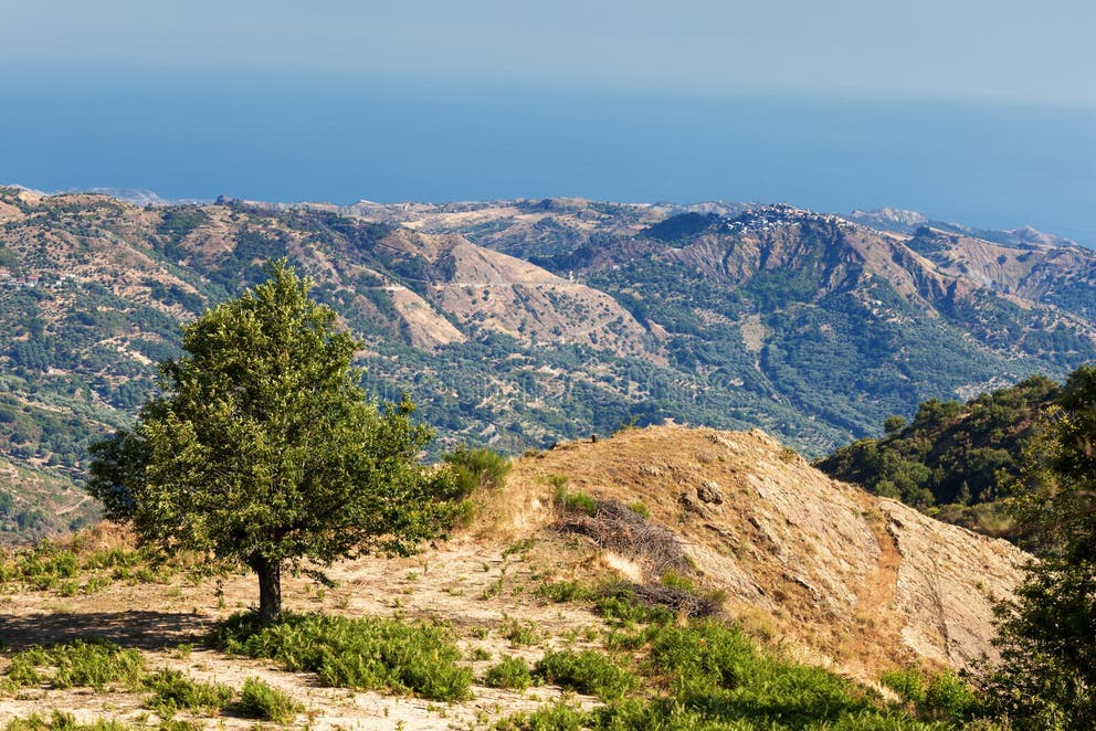 Chestnut Tree in Calabrian Landscape Stock Image - Image of ...