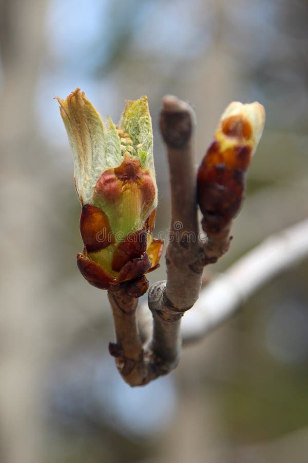 A Chestnut Tree Castanea Bud Beginning To Bloom Stock Photo - Image of ...