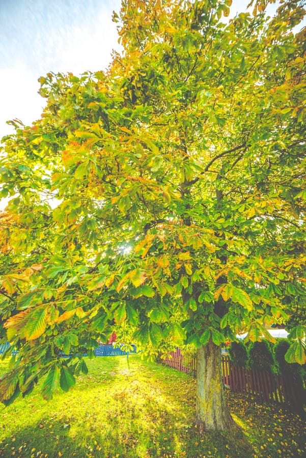 Chestnut tree stock photo. Image of nature, background - 128457944