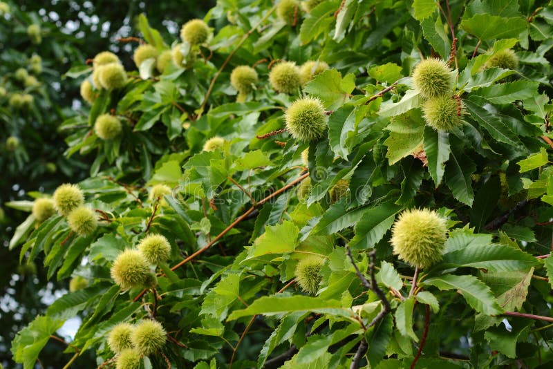 Chestnut Tree with Chestnuts Stock Image - Image of freshness, leaf ...