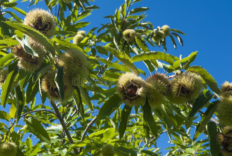 Chestnut tree stock photo. Image of landscape, harvest - 34355156