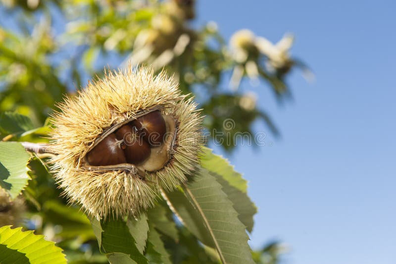 Chestnut stock image. Image of fall, thorn, horse, tree - 11187359