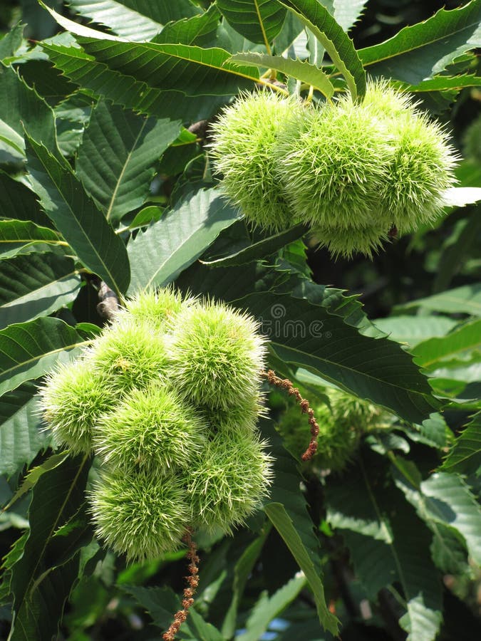 Chestnut tree, detail stock image. Image of wood, fall - 16395101