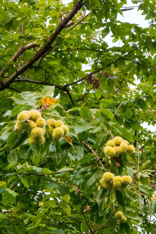 Chestnut Tree in Early Autumn Stock Image - Image of close, fall: 259106315