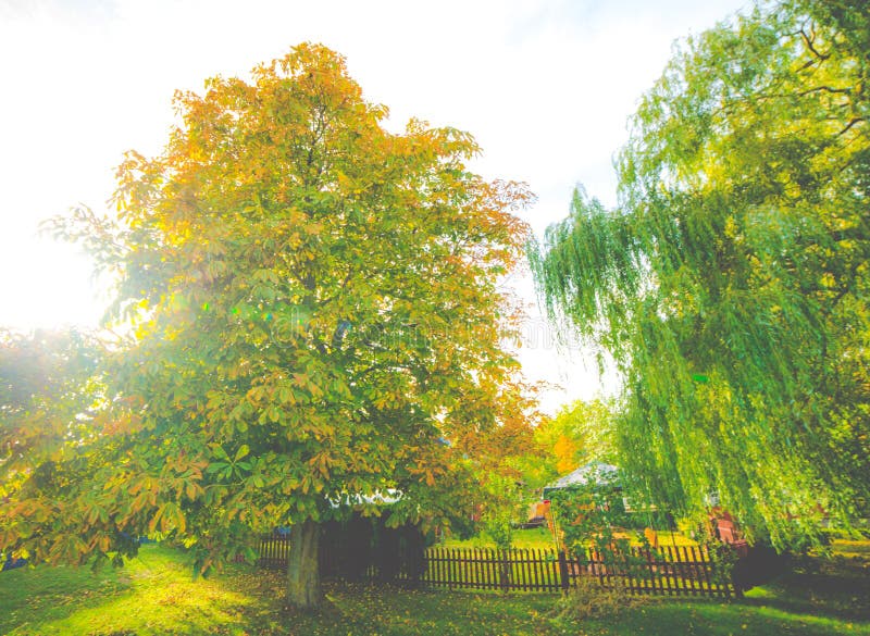Chestnut tree at autumn stock photo. Image of season - 128457940