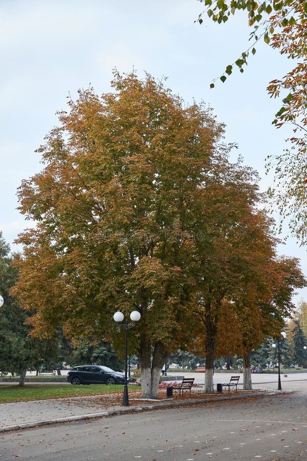 Chestnut Tree in the Fall in the City Square Stock Image - Image of ...
