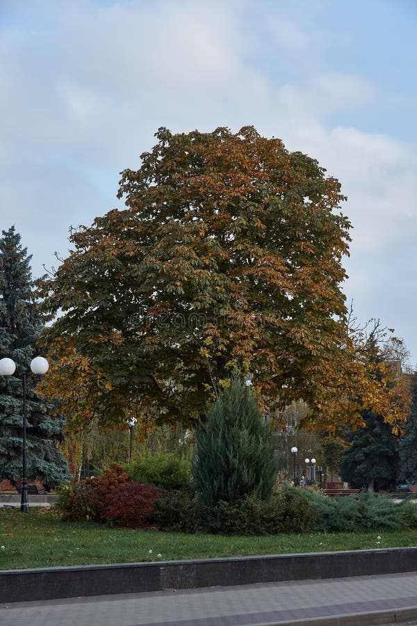 Chestnut Tree in the Fall in the City Square Stock Image - Image of ...