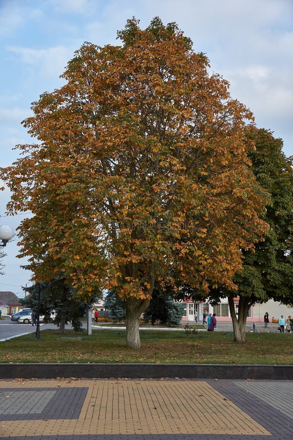 Chestnut Tree in the Fall in the City Square Stock Photo - Image of ...