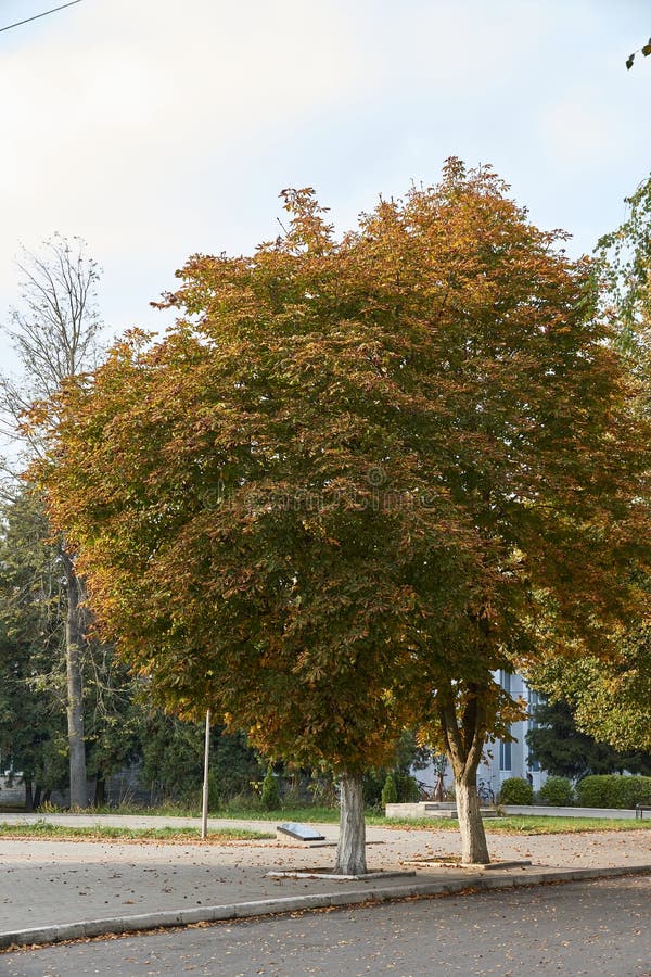 Chestnut Tree in the Fall in the City Square Stock Photo - Image of ...