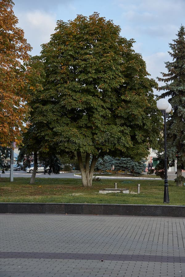 Chestnut Tree in the Fall in the City Square Stock Photo - Image of ...