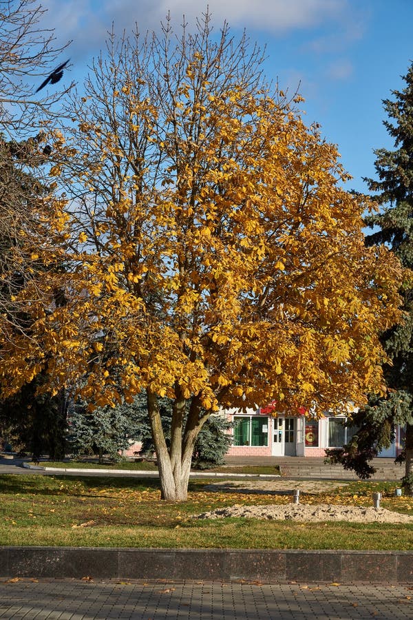Chestnut Tree in the Fall in the City Square Stock Photo - Image of ...