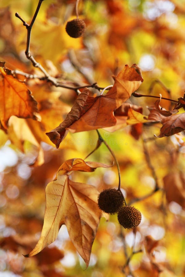 Chestnut stock image. Image of foliage, dream, forest - 62593025