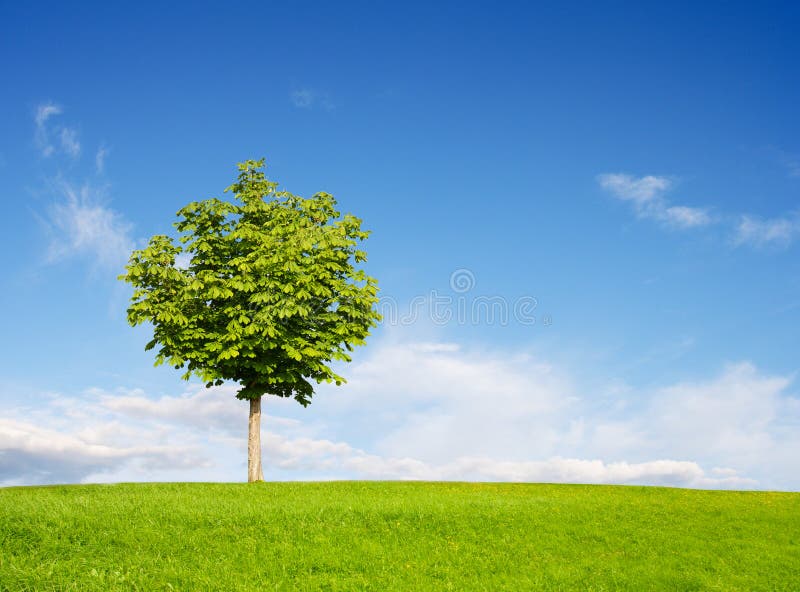 Chestnut Tree on field stock image. Image of agriculture - 16973075