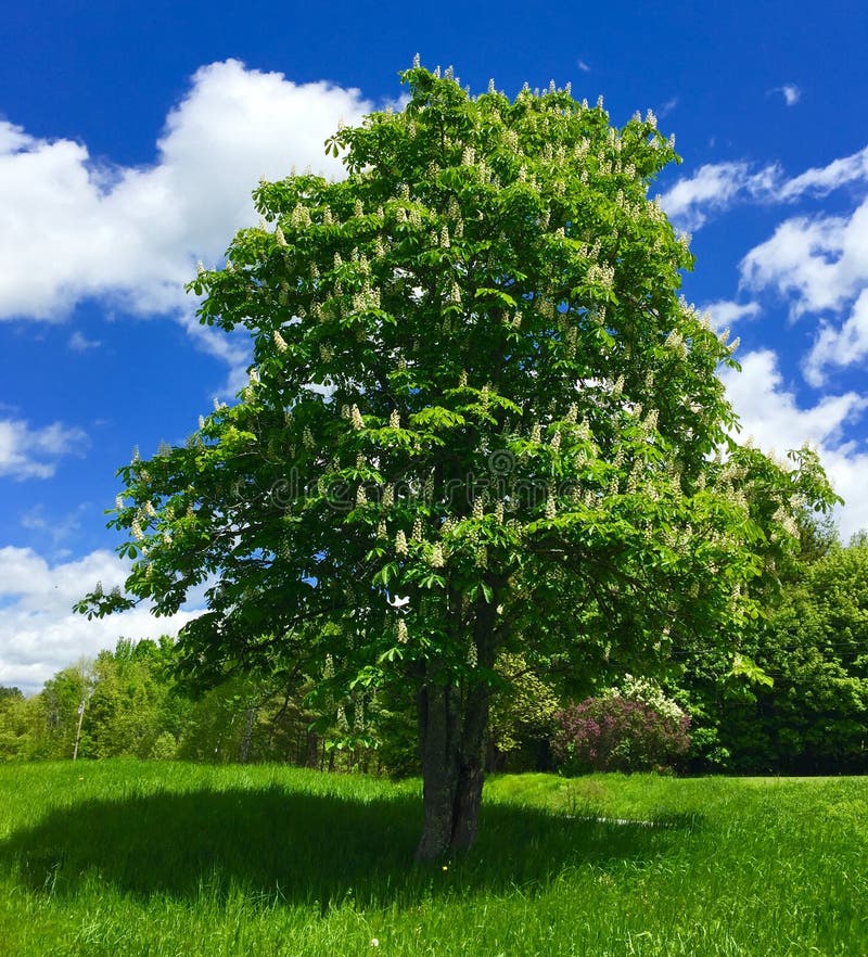 Chestnut tree stock photo. Image of maine, central, unique - 150264120