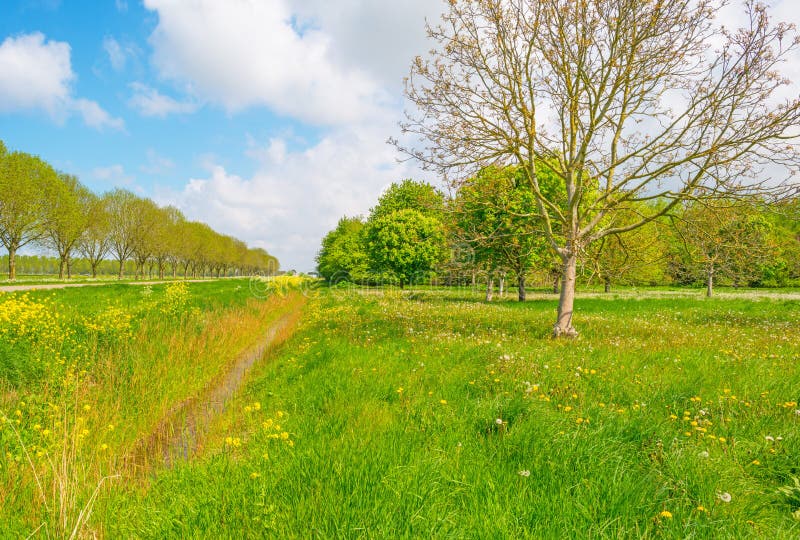 Chestnut Tree in a Field in Spring Stock Photo - Image of wild, scenic ...