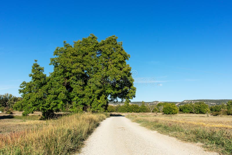 Chestnut stock image. Image of environment, stem, foliage - 163858199