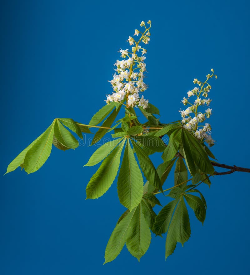 Chestnut tree flower stock photo. Image of detail, light - 30832964