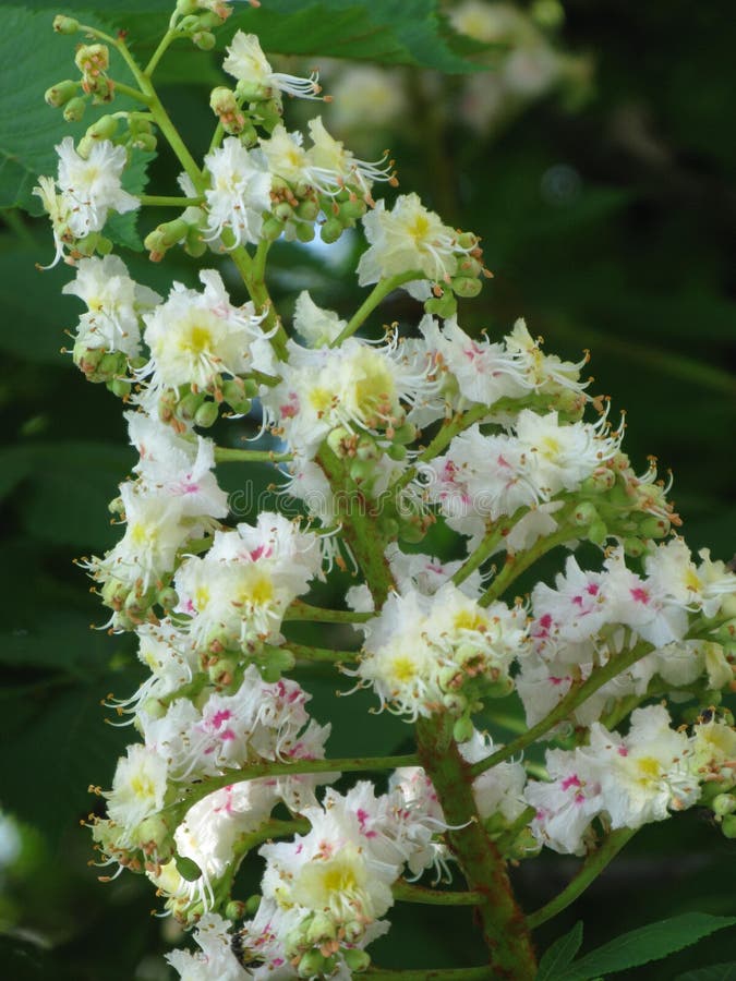 Chestnut tree flower stock photo. Image of blooming - 174959370