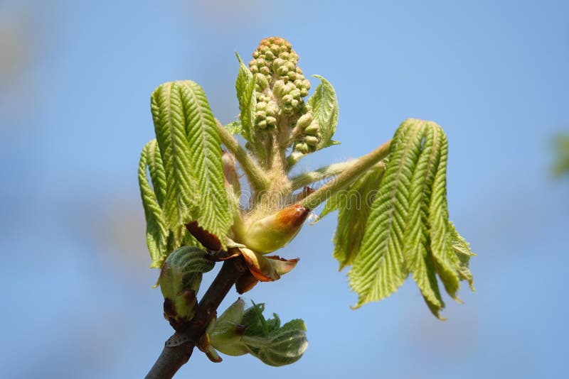 Chestnut Tree Blooming in Spring Stock Image - Image of europe, horse ...