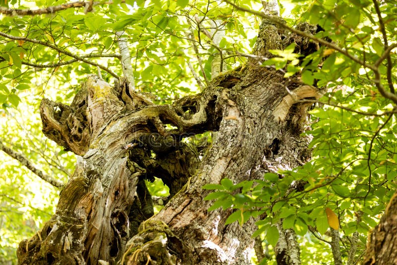 Chestnut Tree in the Forest Stock Image - Image of wood, trees: 76422979