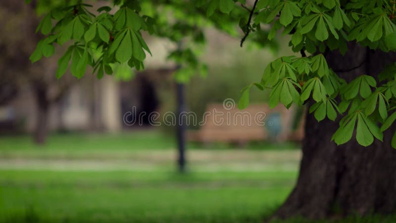 A Chestnut Tree with Fresh Green Leaves Swaying on the Wind in Spring ...