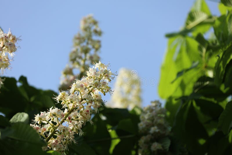 Chestnut tree stock photo. Image of flora, bloom, blossom - 191333198