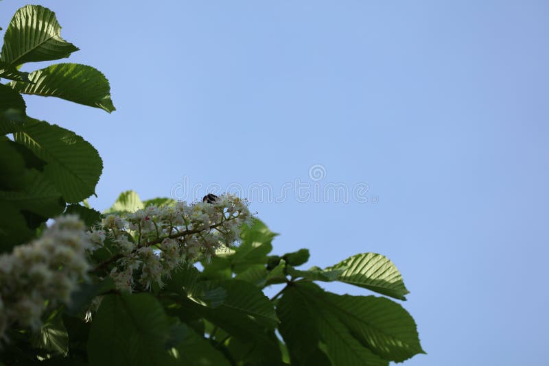 Chestnut tree stock photo. Image of chestnuts, decoration - 191333366