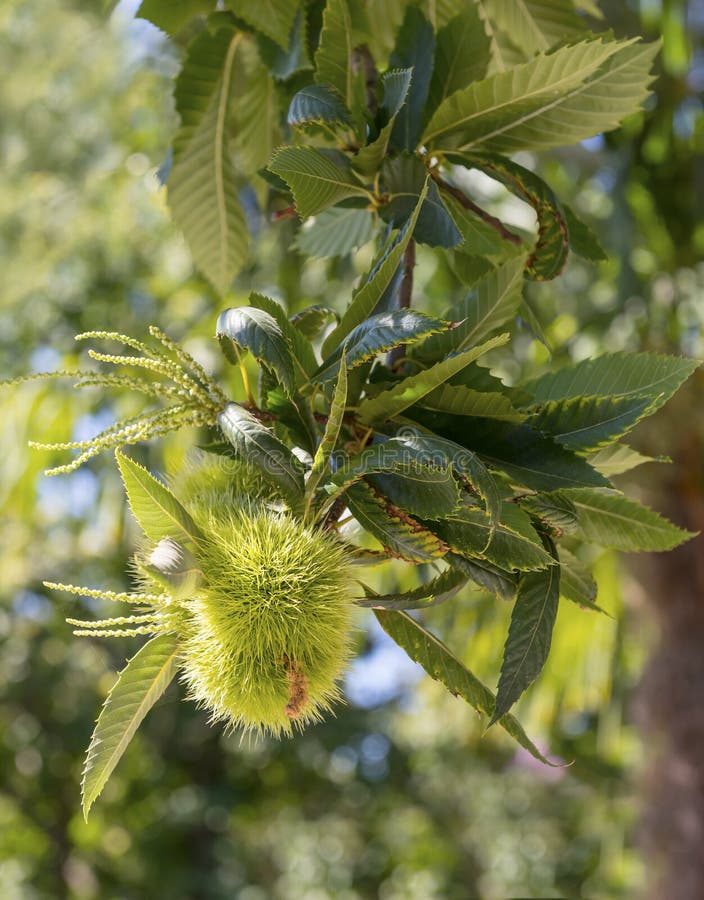 Chestnut Tree Fruit stock image. Image of granada, branch - 58787005