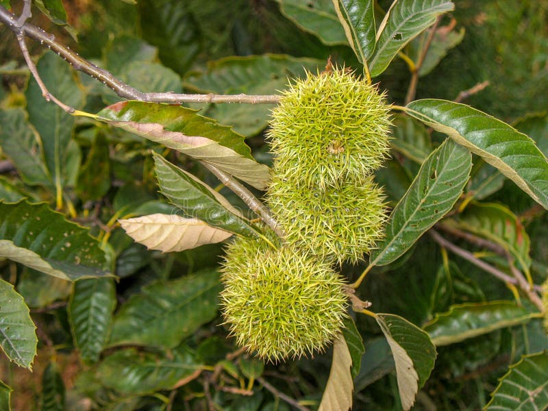 Chestnut Tree Fruits on the Branch Stock Image - Image of chestnut ...