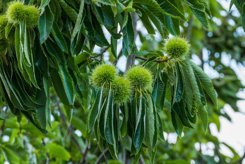Chestnut Tree with Fruits Plant Castanea Sativa Stock Image - Image of ...