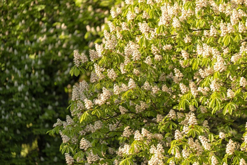 Chestnut Tree in Full Bloom in Spring Stock Image - Image of growth ...