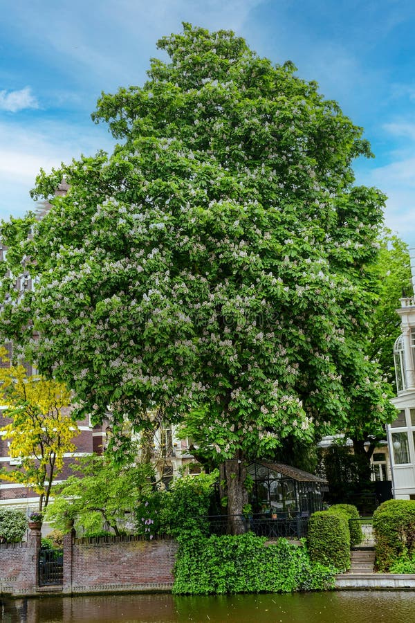 Amsterdam Chestnut Stock Photos - Free & Royalty-Free Stock Photos from ...