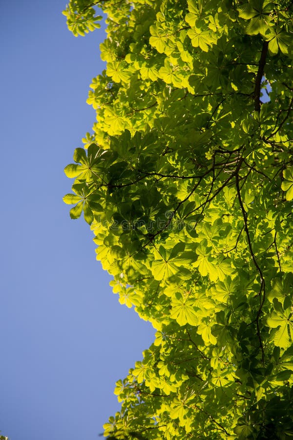 Chestnut Tree Green Leaves Blue Sky Stock Photo - Image of sunshine ...