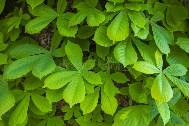 Chestnut tree green leaves stock image. Image of chestnut - 216862871