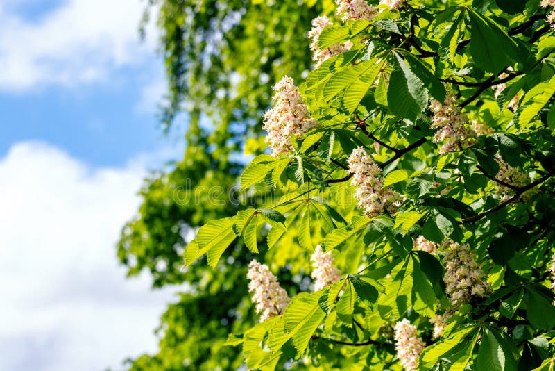 Chestnut Tree with Green Leaves and White Flowers on a Background of ...
